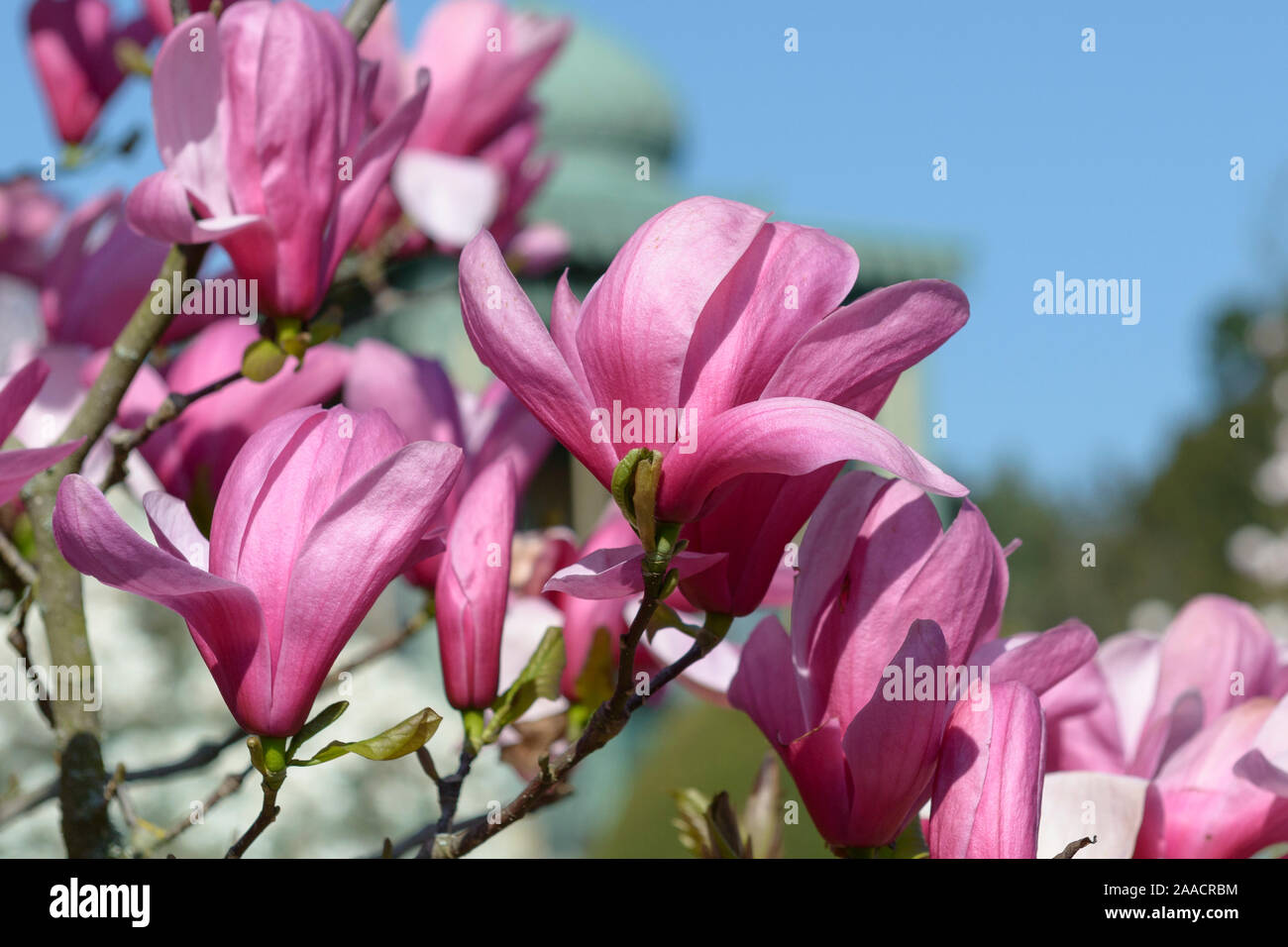 Magnolie (Magnolia 'Galaxy' Stock Photo - Alamy