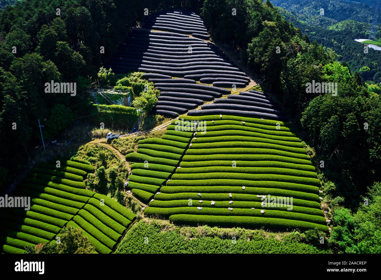 Japan, Honshu island, Kansai region, Uji, tea field for Sencha, Gyokuro ...