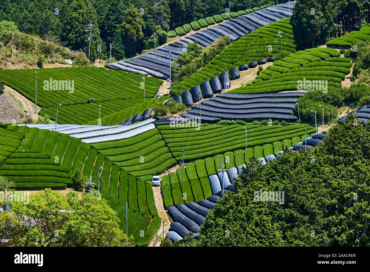 Japan, Honshu island, Kansai region, Uji, tea field for Sencha, Gyokuro ...