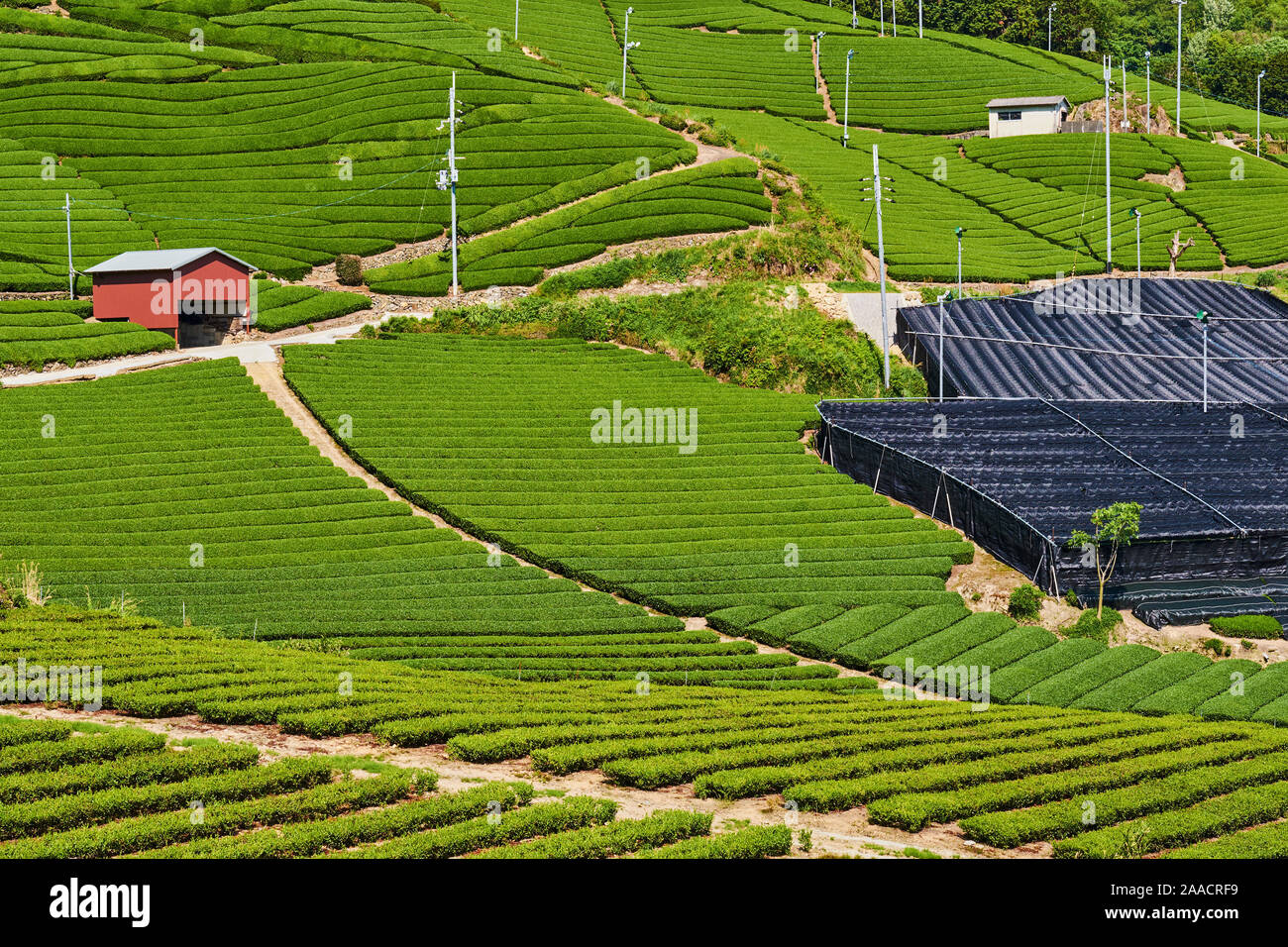 Japan, Honshu island, Kansai region, Uji, tea field for Sencha, Gyokuro ...