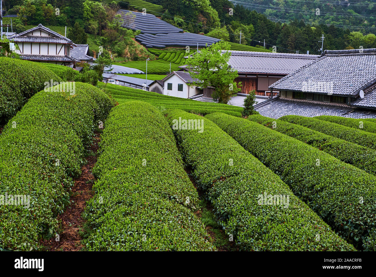 Japan, Honshu island, Kansai region, Uji, tea field for Sencha, Gyokuro ...