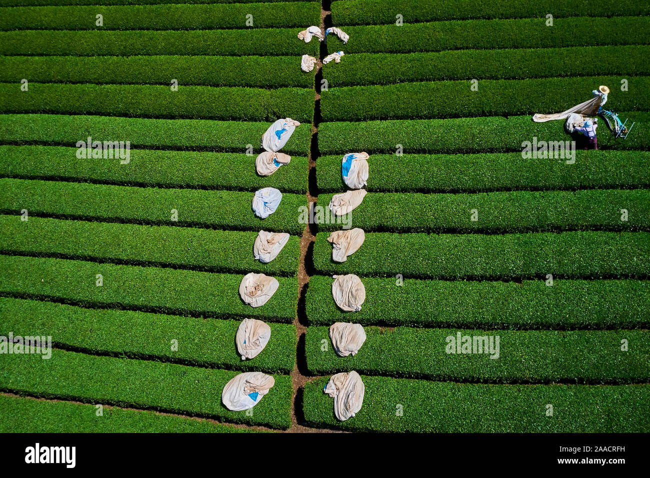 Japan, Honshu island, Kansai region, Uji, tea field for Sencha, Gyokuro ...