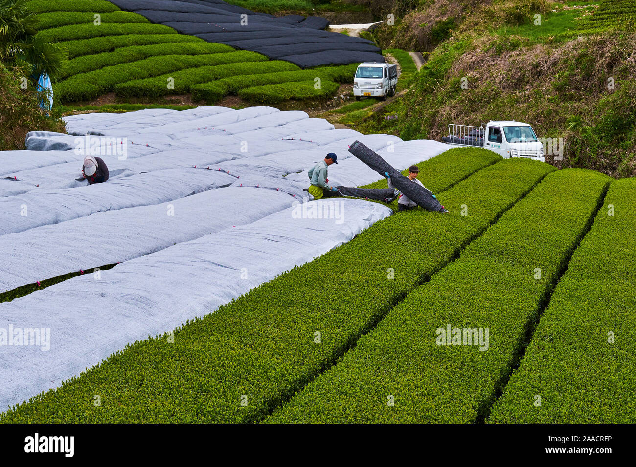 Japan, Honshu island, Kansai region, Uji, tea field for Sencha, Gyokuro ...
