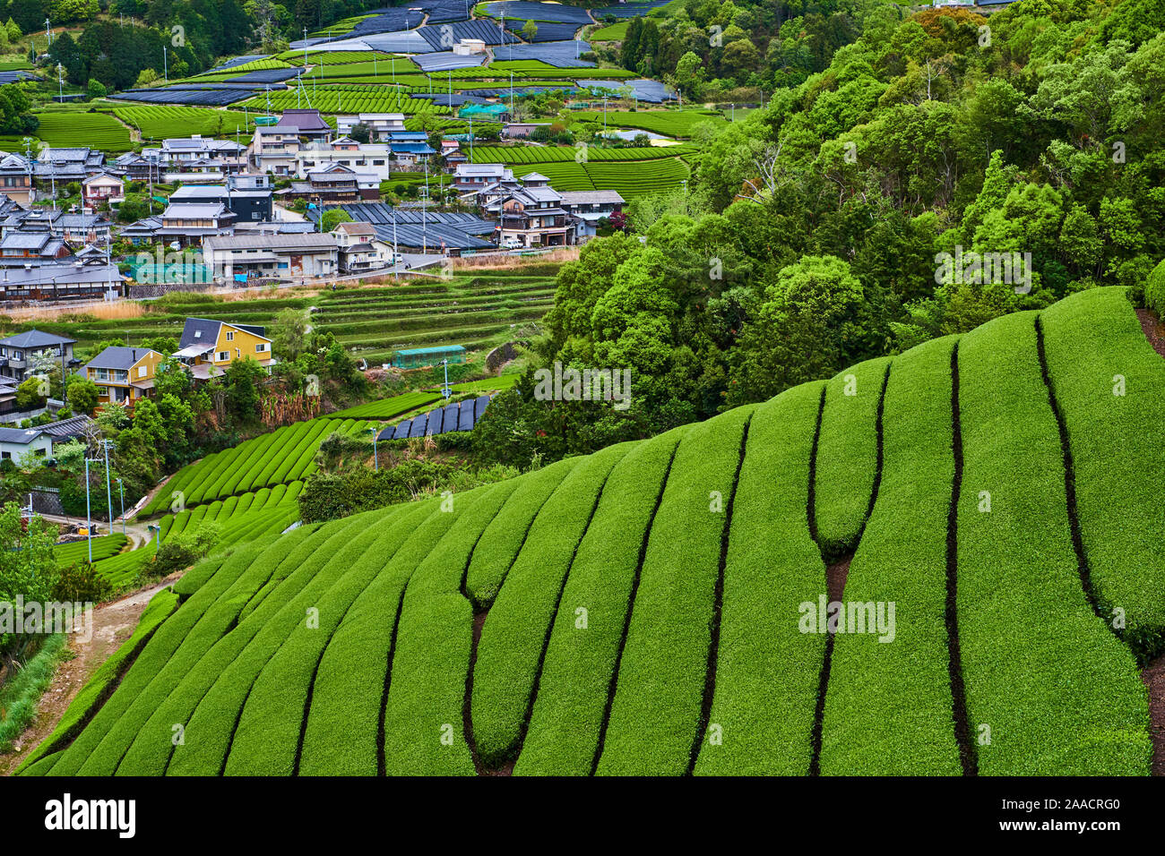 Japan, Honshu island, Kansai region, Uji, tea field for Sencha, Gyokuro ...