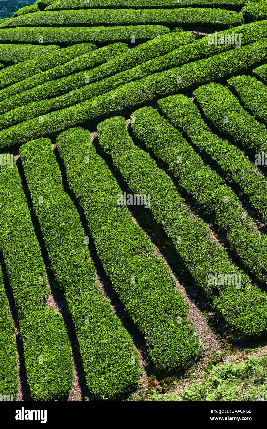Japan, Honshu island, Kansai region, Uji, tea field for Sencha, Gyokuro ...