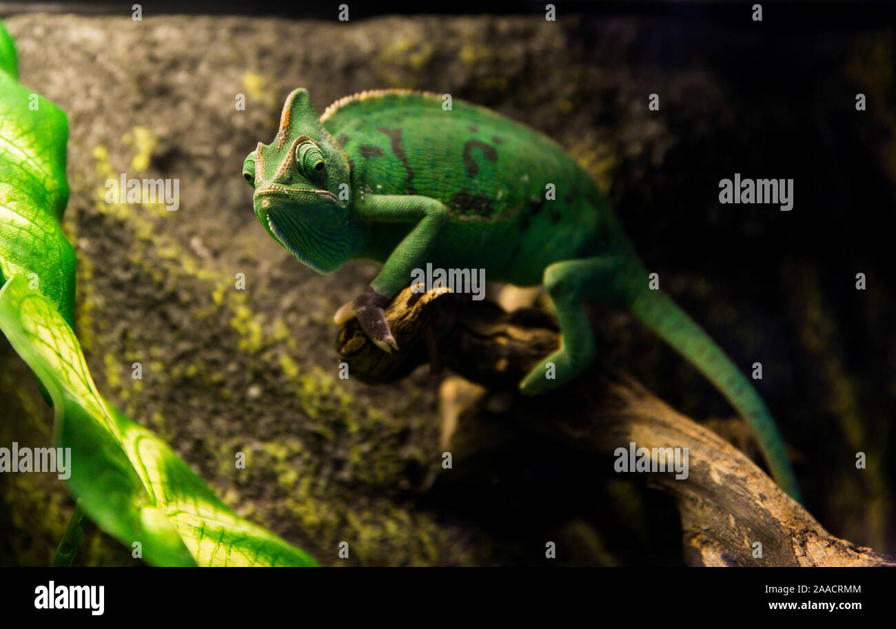 Beautiful green chameleon with gorgeous spotted scaly skin and rotating ...
