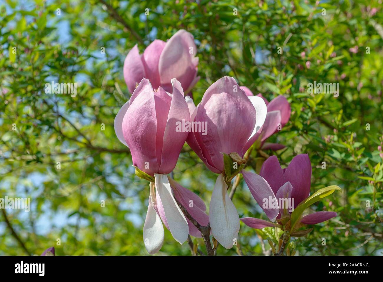 Tulpen magnolie hi-res stock photography and images - Alamy
