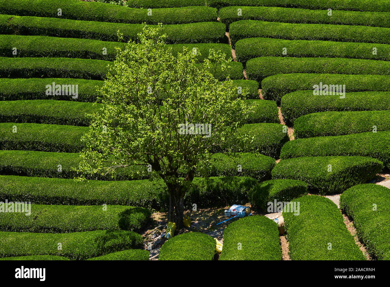 Japan, Honshu island, Kansai region, Uji, tea field for Sencha, Gyokuro ...