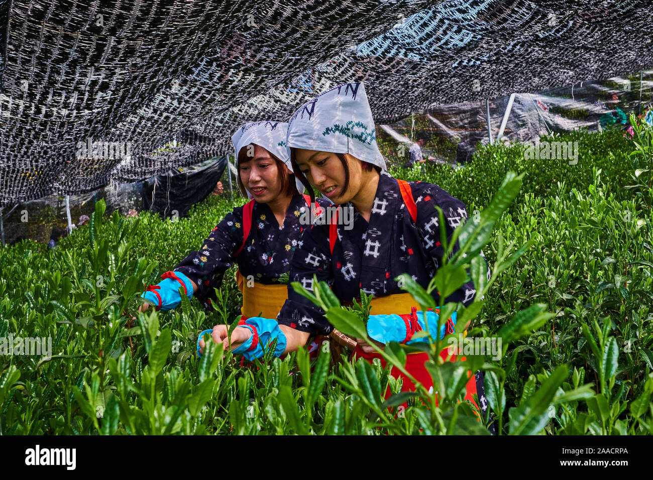 Japan, Honshu island, Kansai region, Uji, festival for the spring first ...