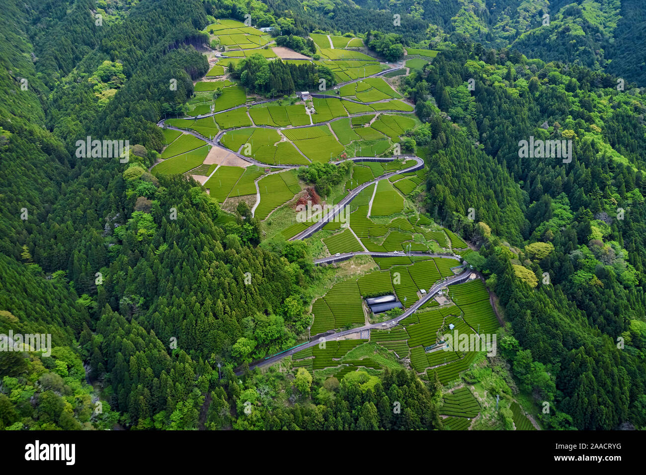 Japan, Honshu, Shizuoka, tea fields Stock Photo - Alamy