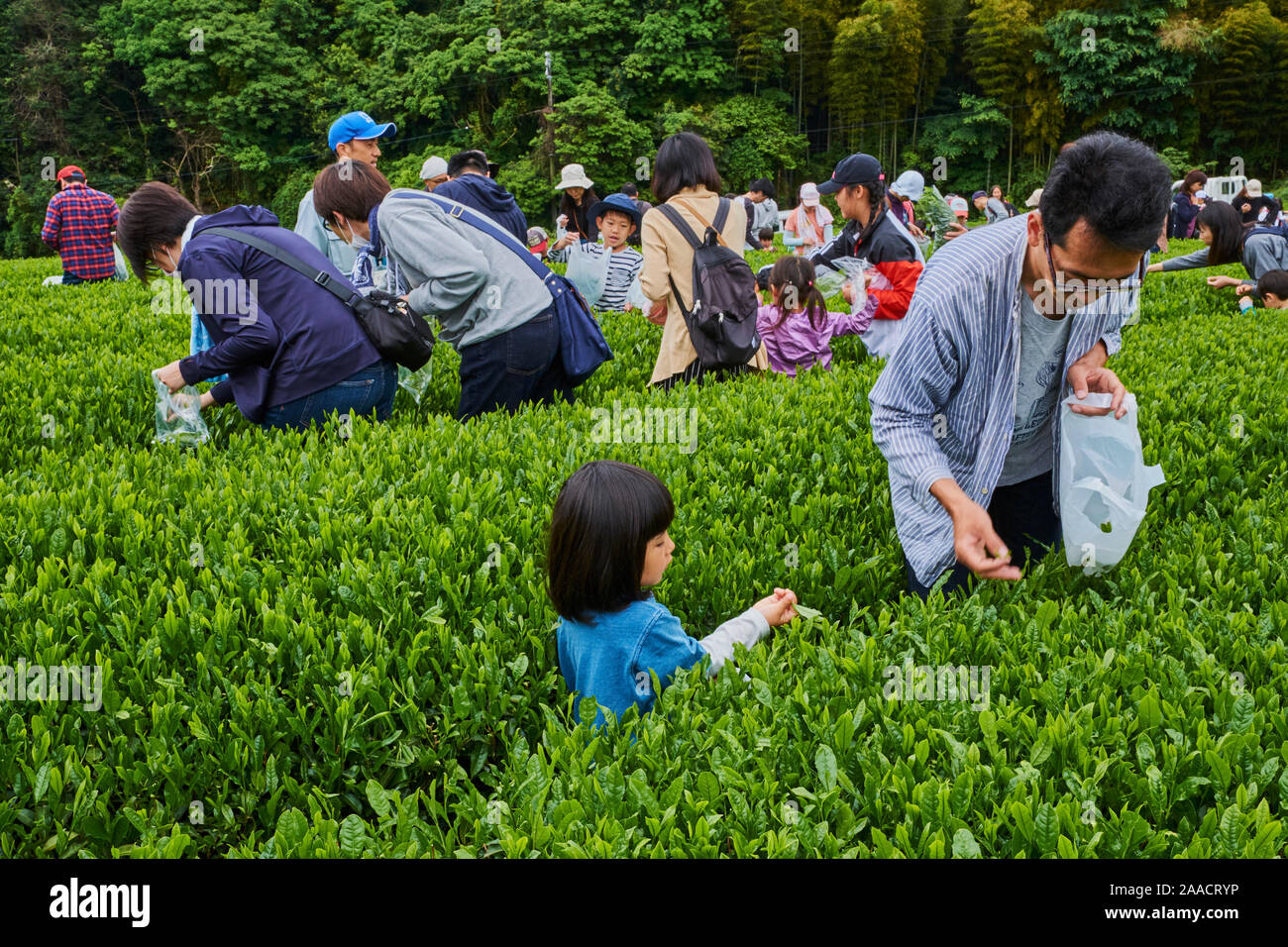Japan, Honshu, Shizuoka, tea fields, tea picking festival Stock Photo ...