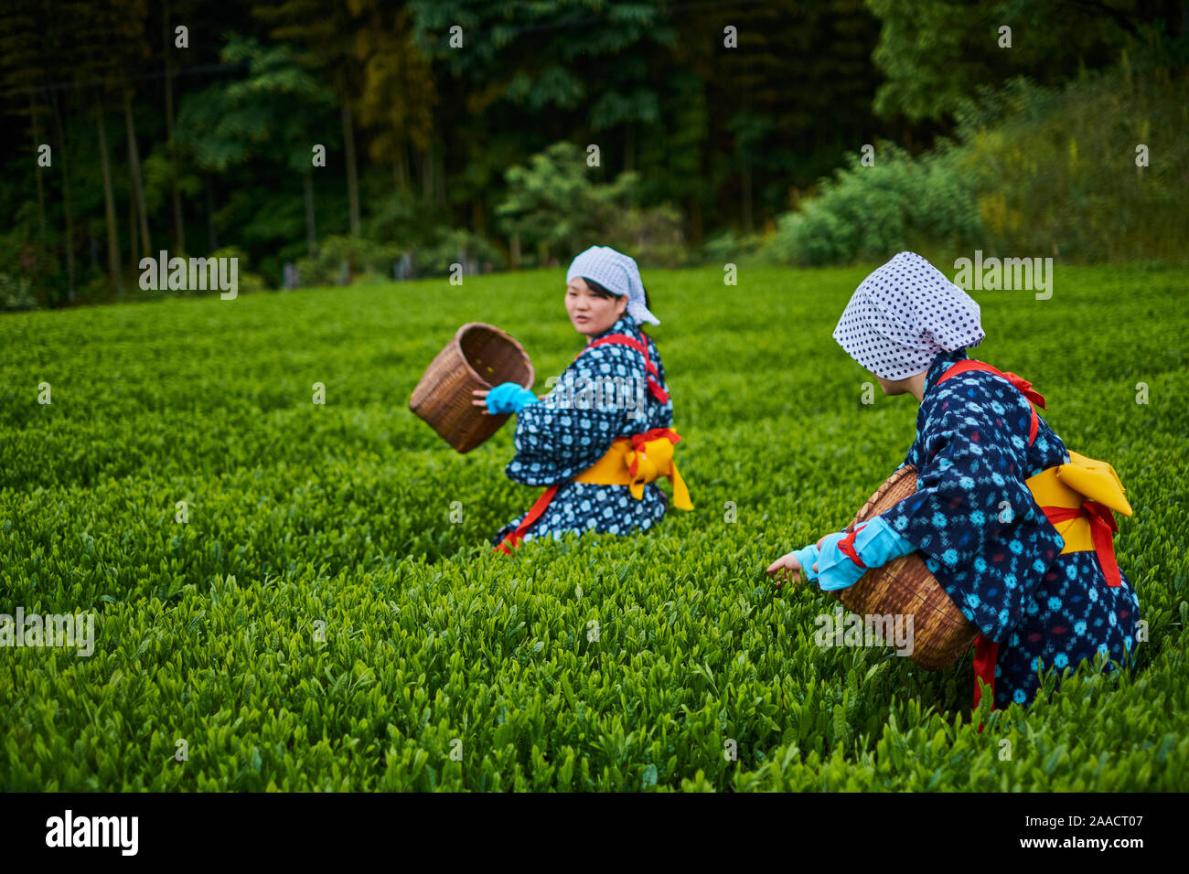 Japan, Honshu, Shizuoka, tea fields, tea picking Stock Photo - Alamy