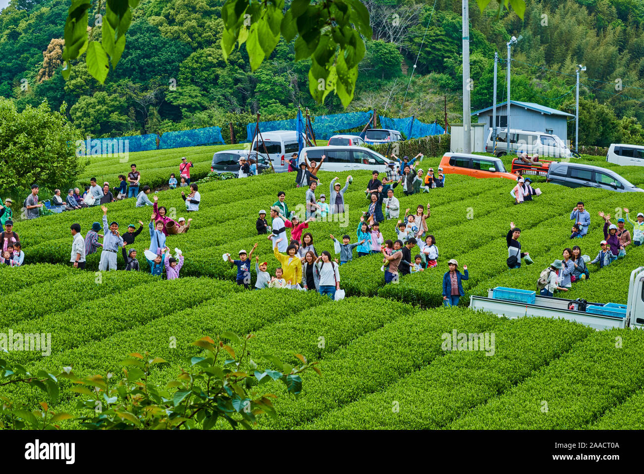 Japan, Honshu, Shizuoka, tea fields, tea picking festival Stock Photo ...