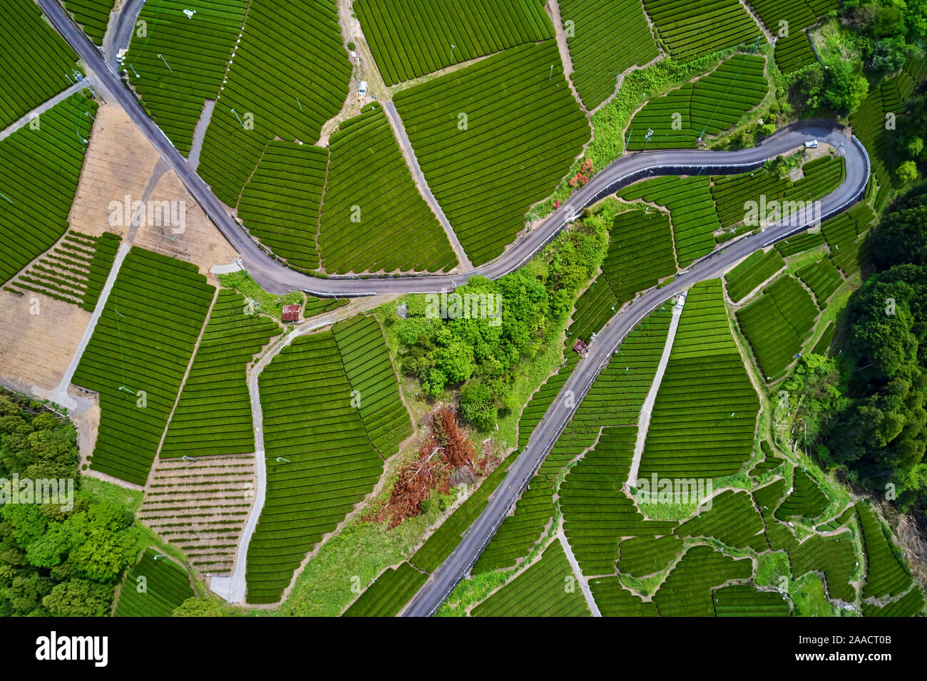 Japan, Honshu, Shizuoka, tea fields Stock Photo - Alamy