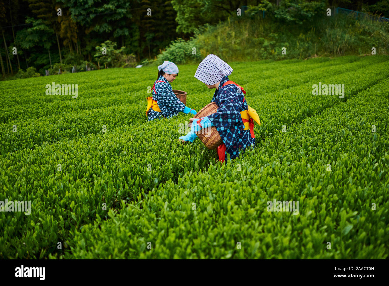 Japan, Honshu, Shizuoka, tea fields, tea picking Stock Photo - Alamy