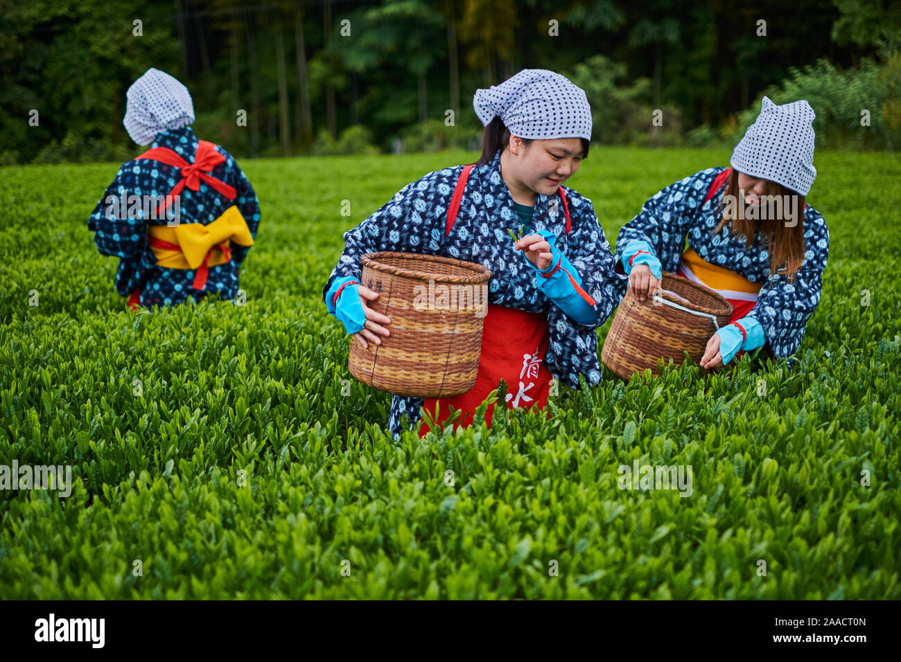 Japan, Honshu, Shizuoka, tea fields, tea picking Stock Photo - Alamy