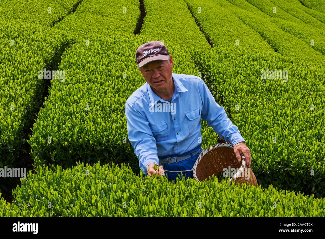 Japan, Honshu, Shizuoka, tea fields, Mr Okazawa Hiromasa Stock Photo ...