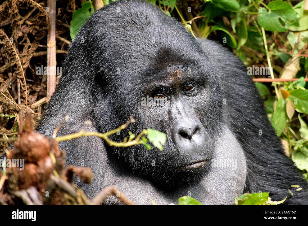 Silverback gorillas family in hi-res stock photography and images - Alamy