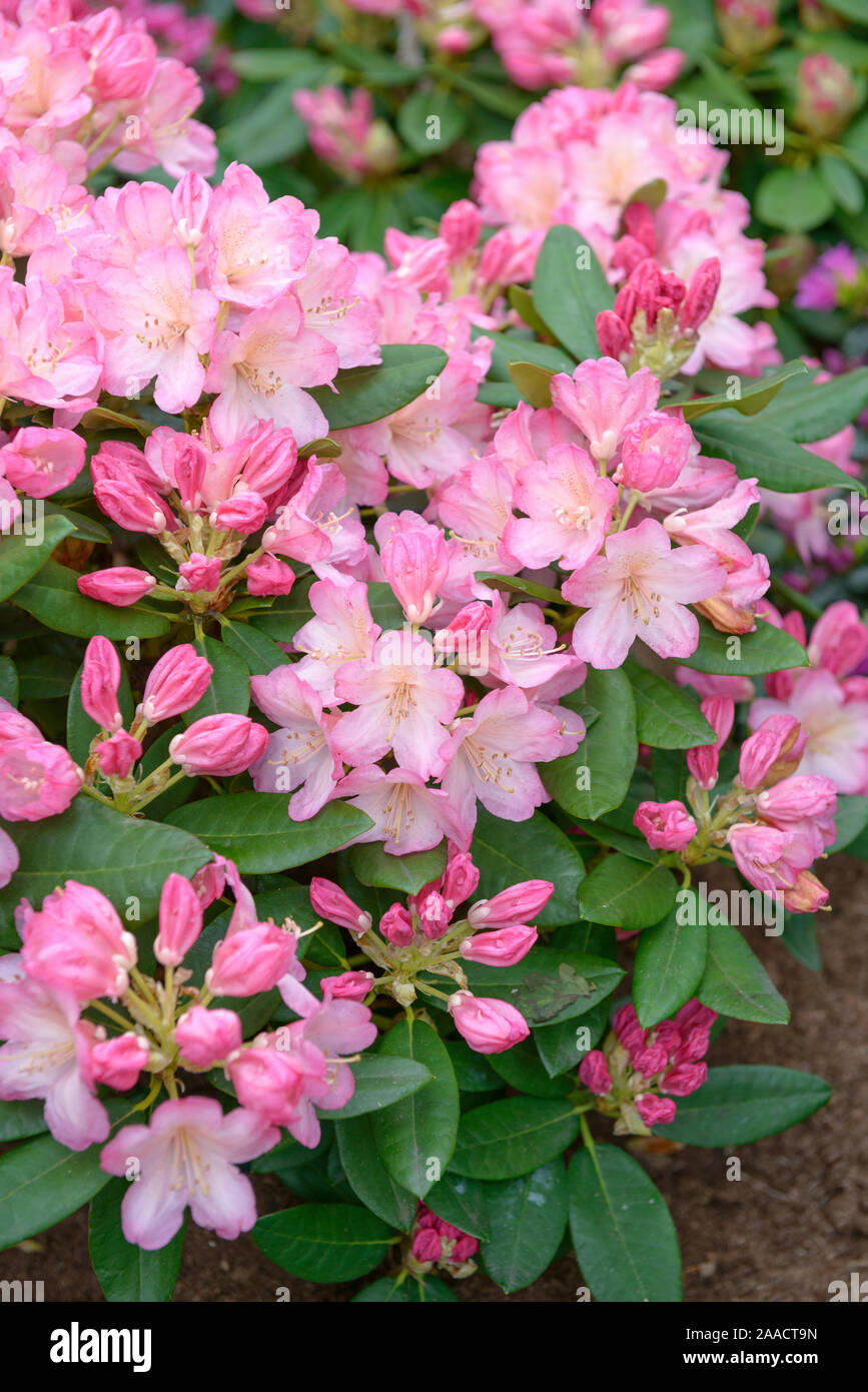 Rhododendron percy wiseman hi-res stock photography and images - Alamy