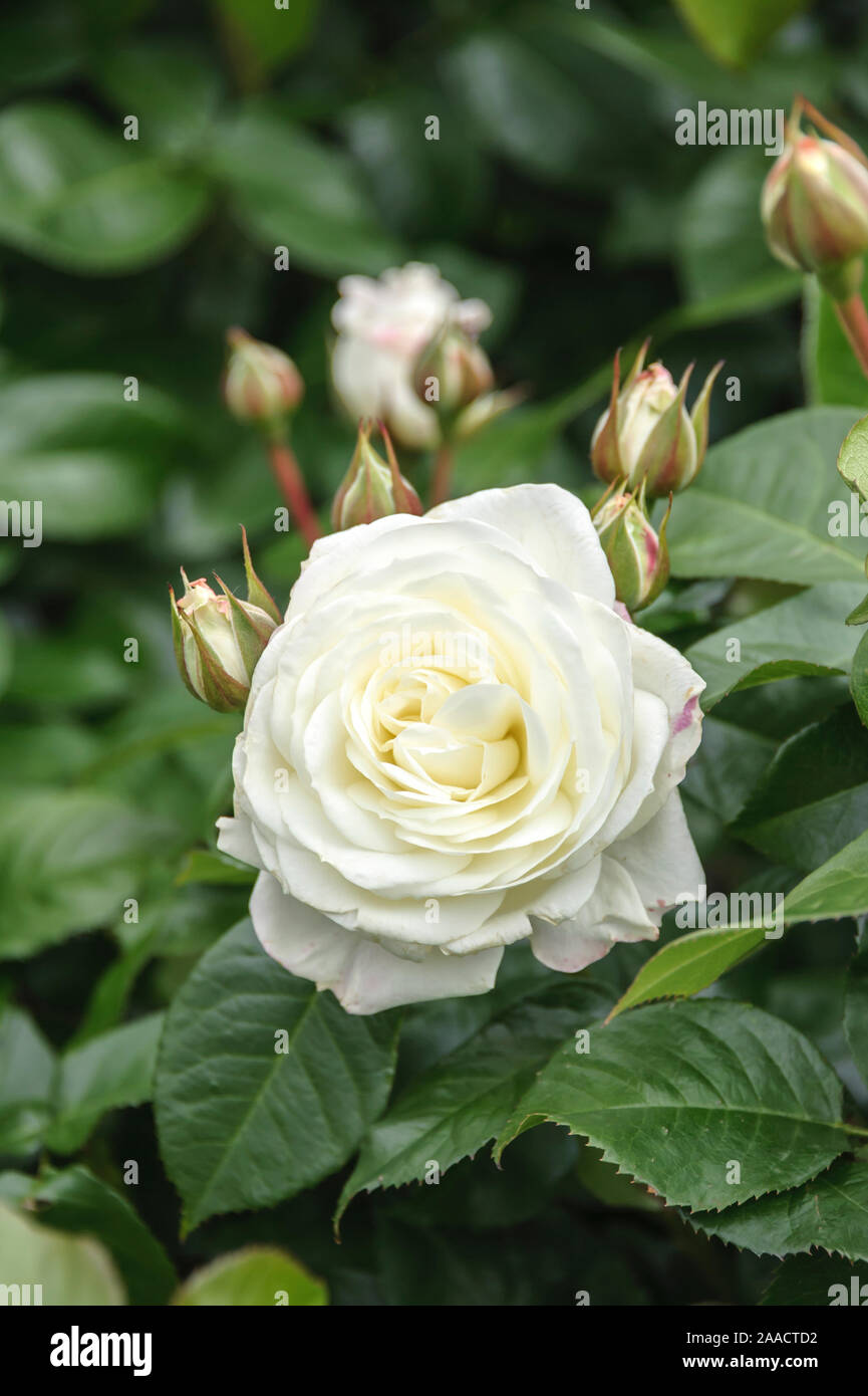 Alabaster rose hi-res stock photography and images - Alamy