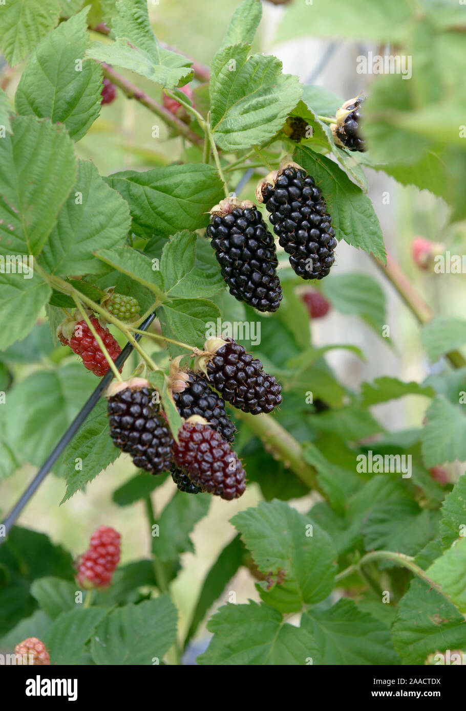 Brombeere rubus fruticosus hi-res stock photography and images - Alamy