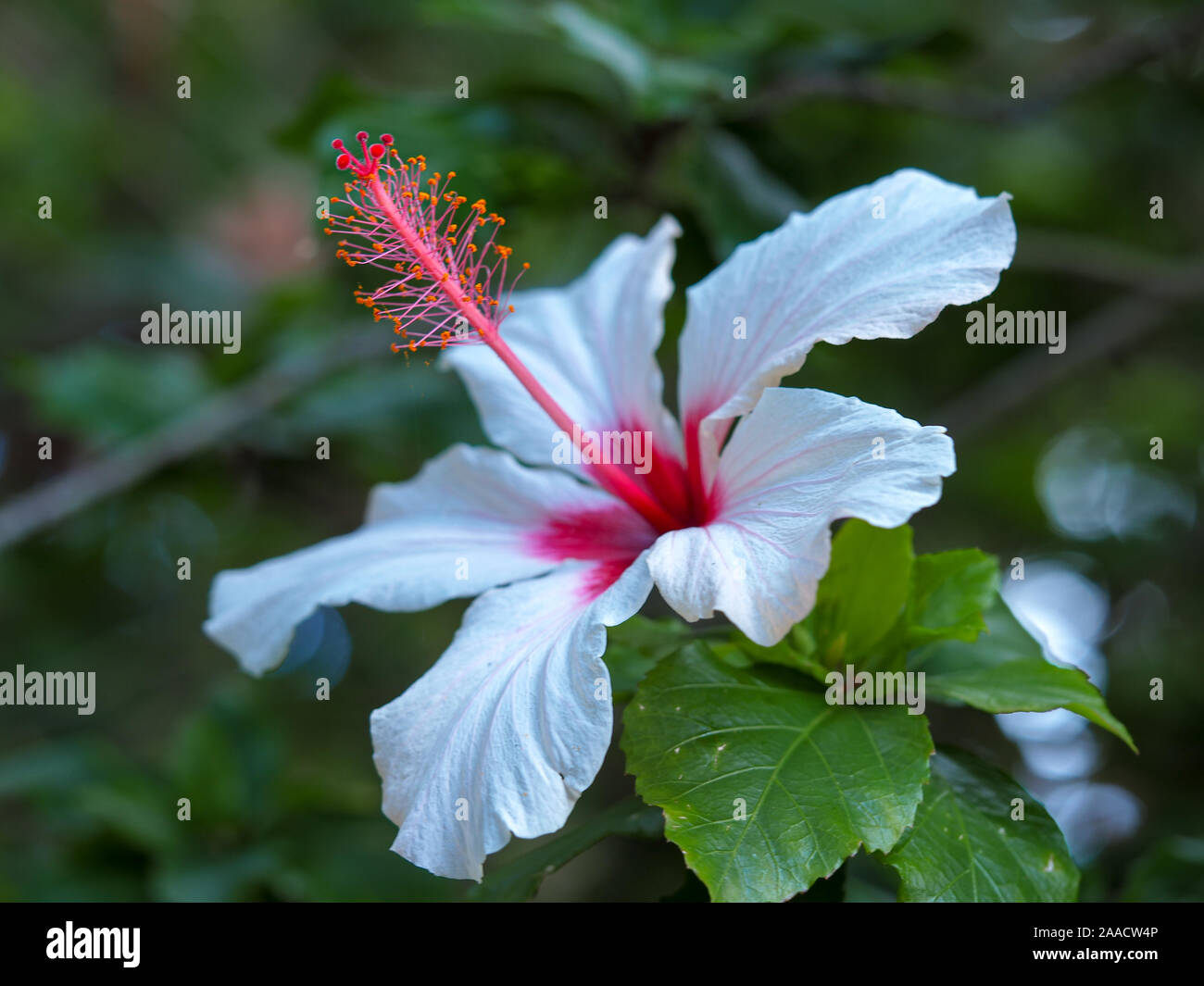 White And Pink Hibiscus Flower