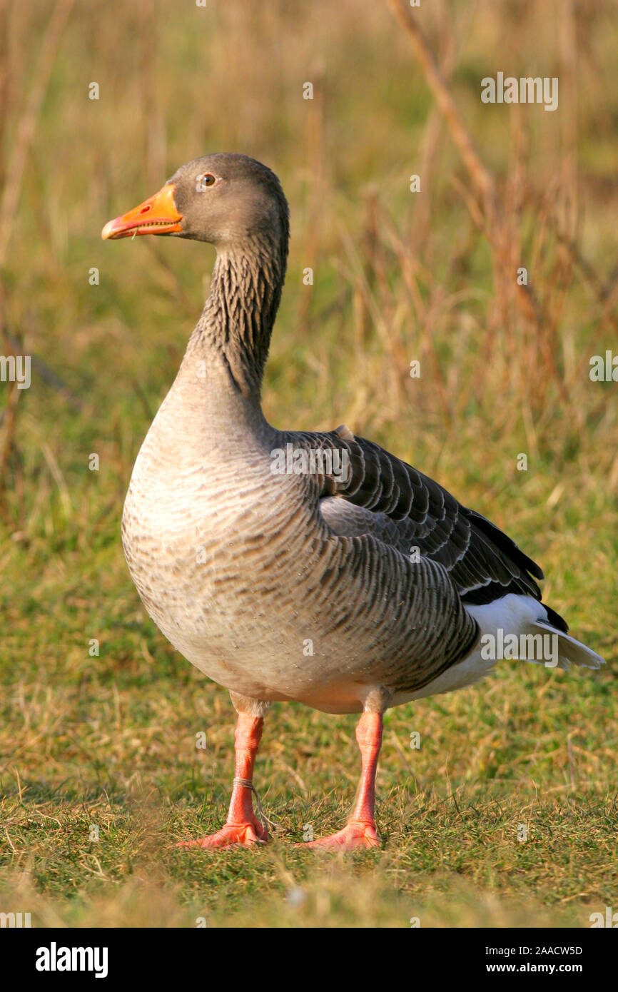 Gruppe Graugaense steht auf einer Wiese / Group Greylag Gouse stand in ...