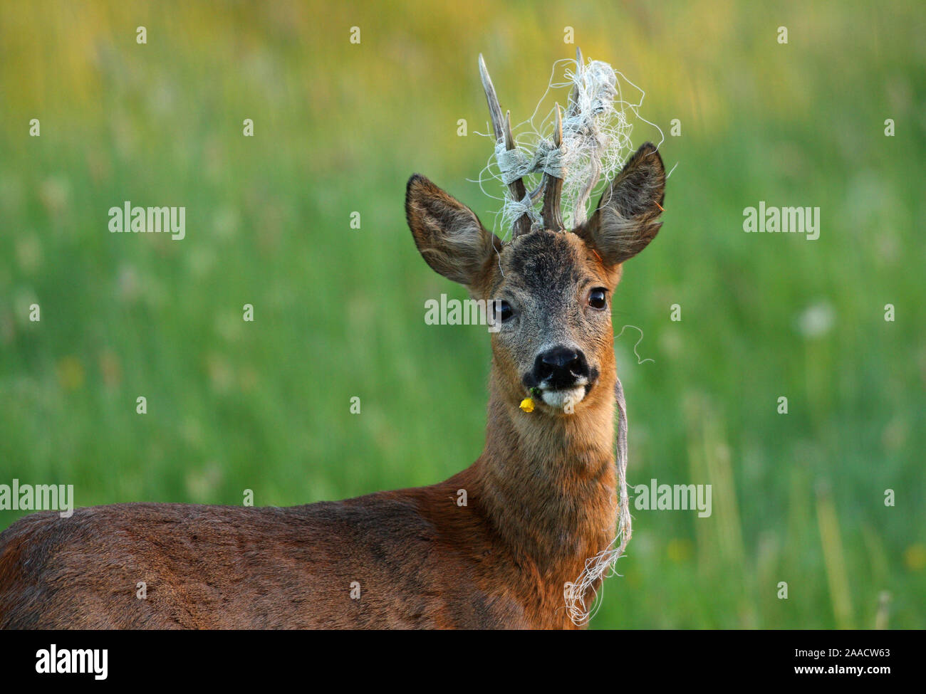 Tier mit horn hi-res stock photography and images - Alamy