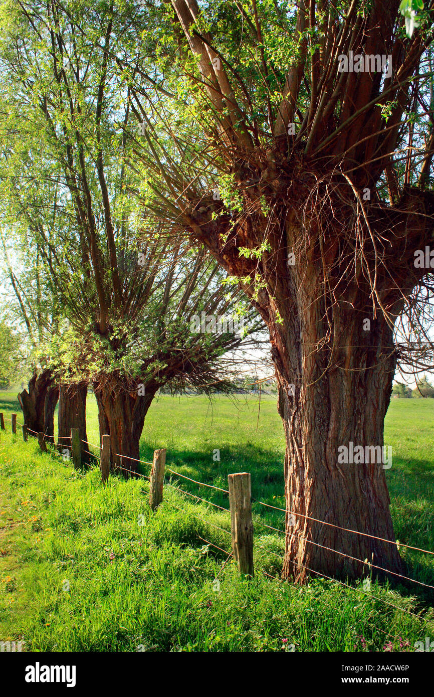 Weidengewaechse hi-res stock photography and images - Alamy