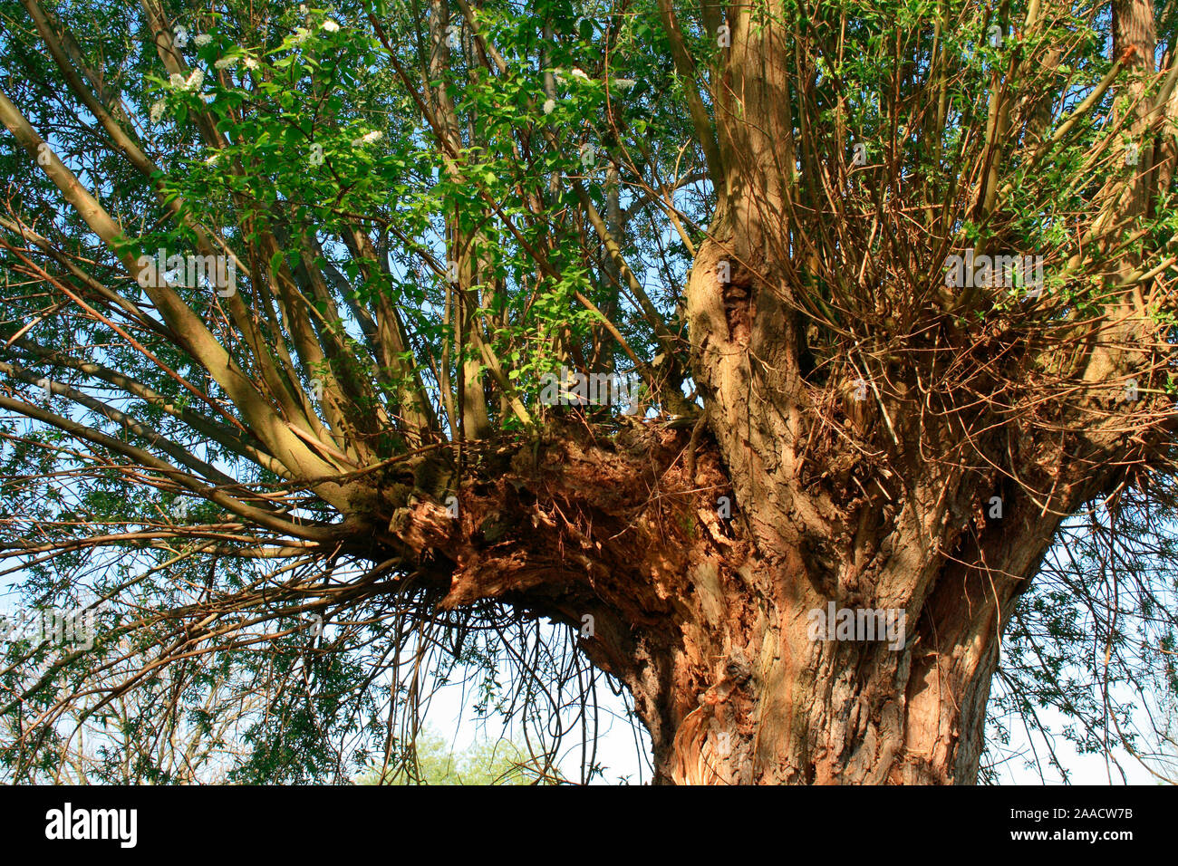 Kopfweide am Niederrhein Stock Photo - Alamy