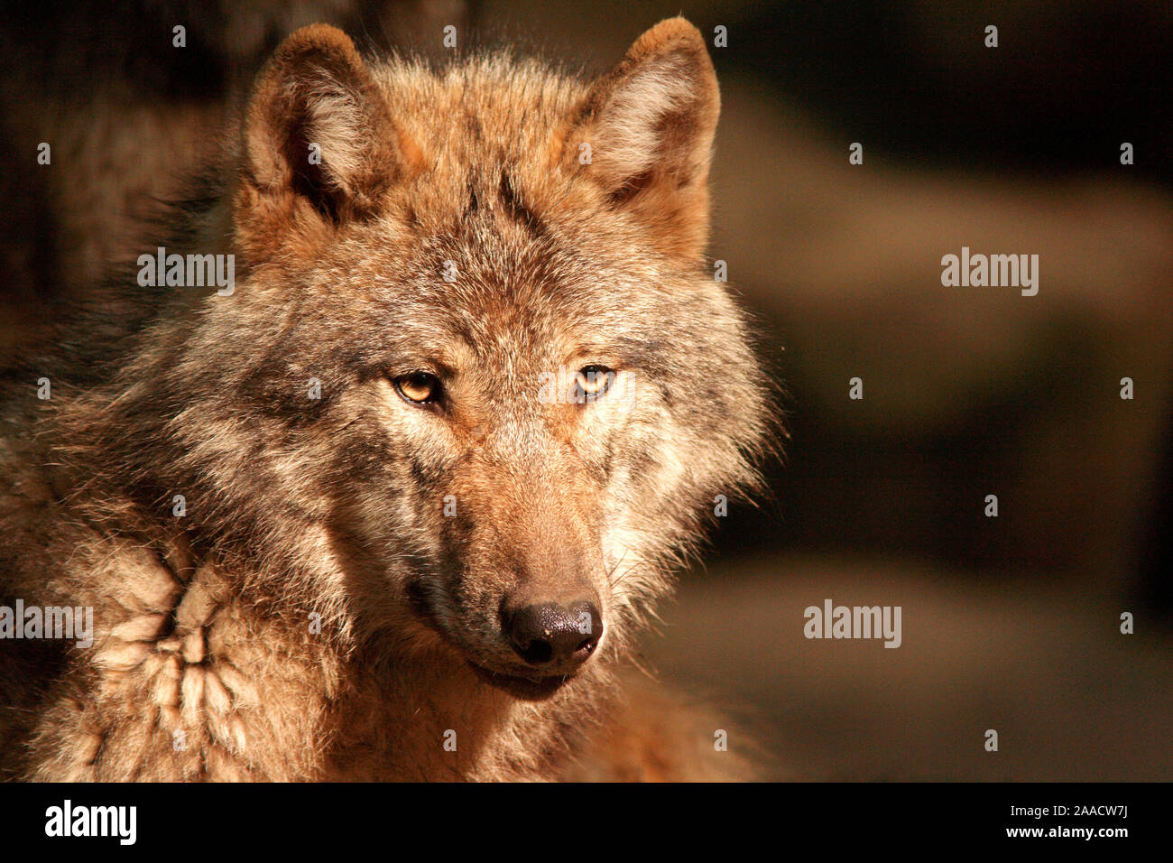 Wolf - Portrait Stock Photo - Alamy
