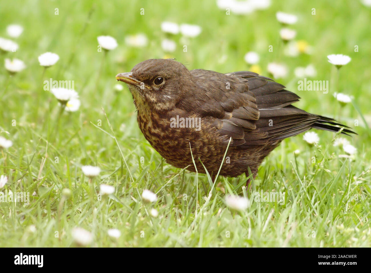 Junge amsel hi-res stock photography and images - Alamy