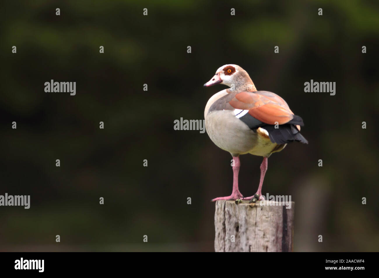 Nilganse hi-res stock photography and images - Alamy