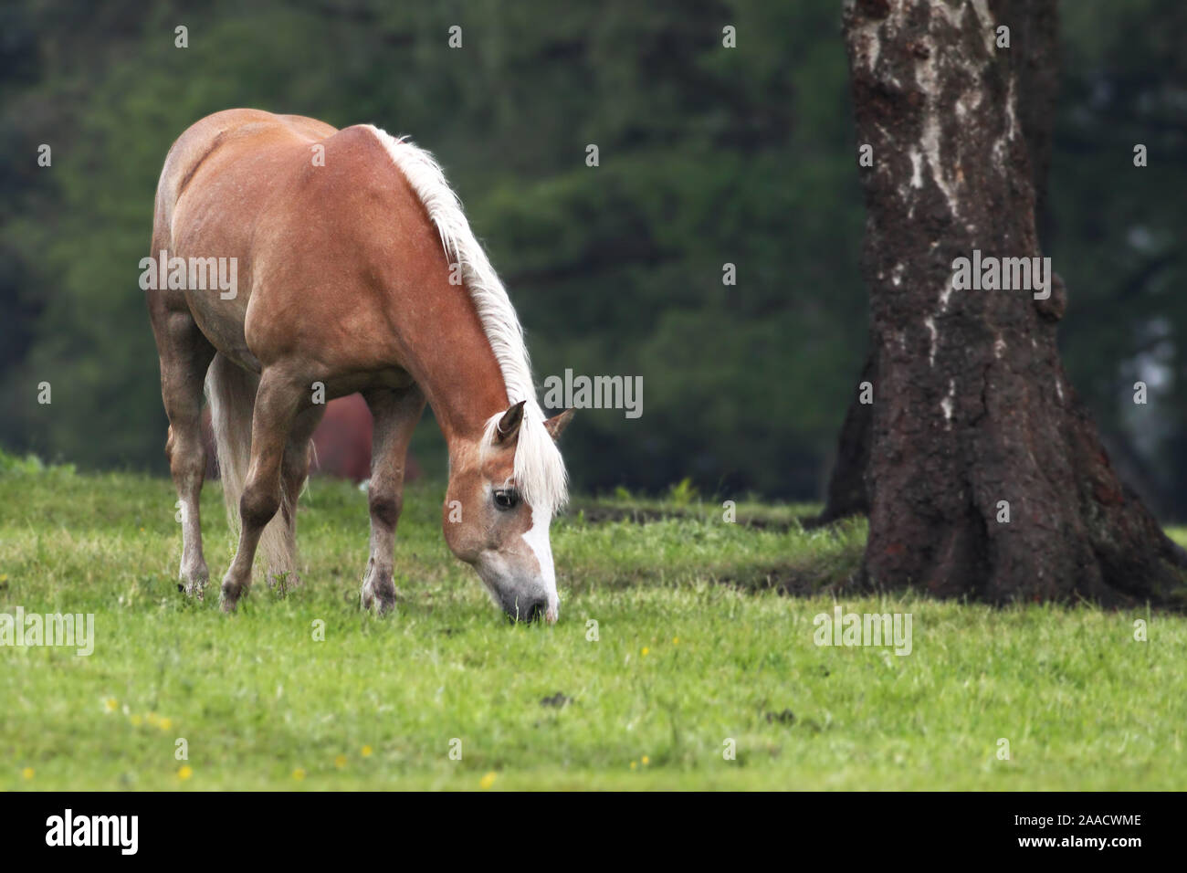 Pferd auf einer Weide am Niederrhein Stock Photo - Alamy