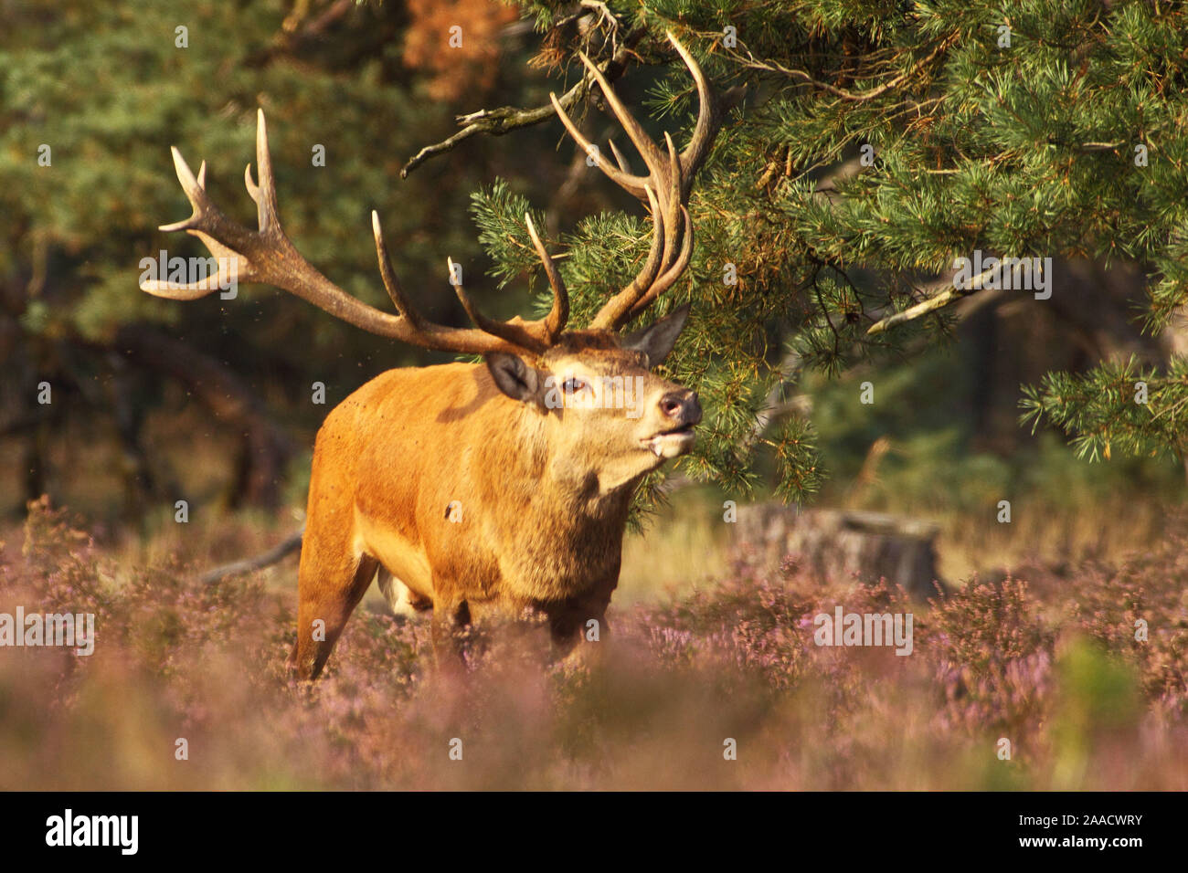 Rothirsch im Nationalpark in Holland Stock Photo - Alamy