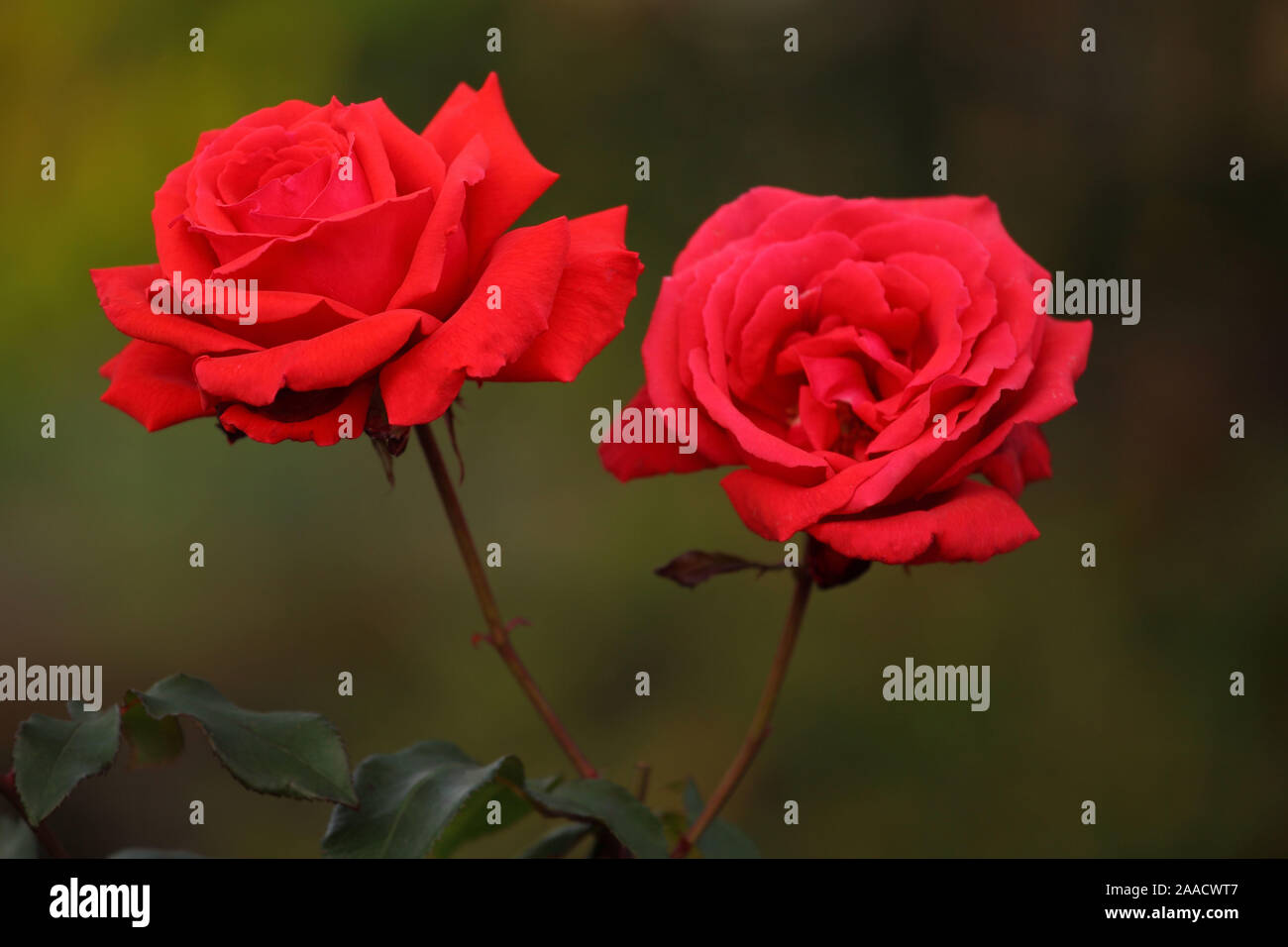 Rote Rosen im Garten Stock Photo - Alamy