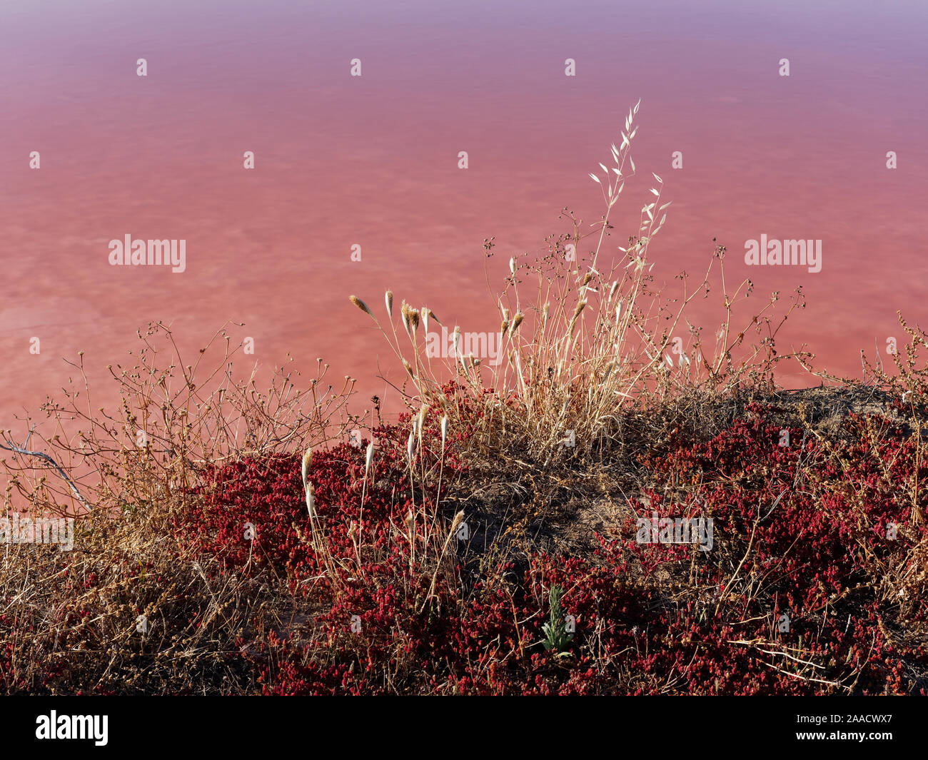 The halophyte plant life at the edge of the red coloured Salt pools of ...