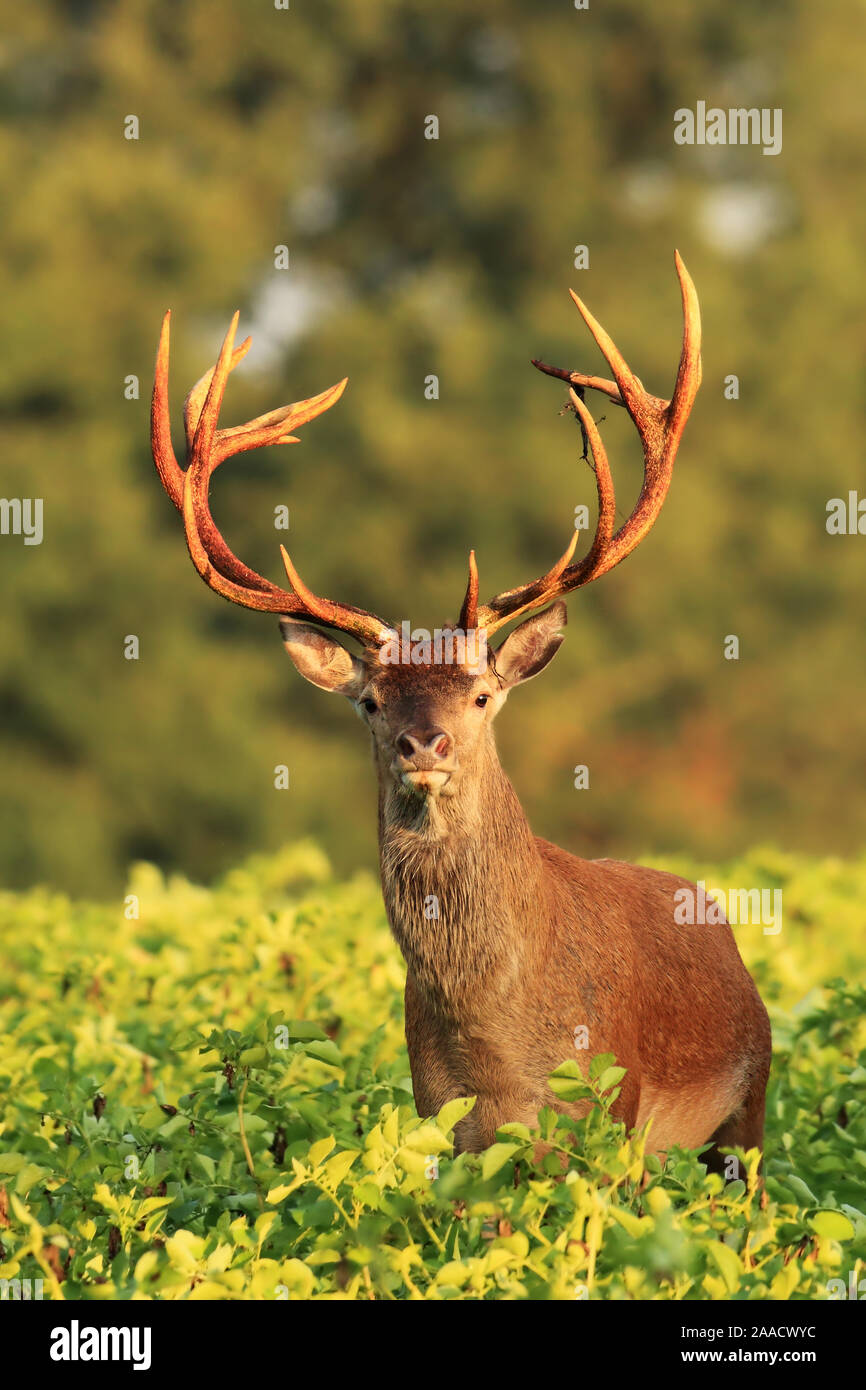 Feld hirsche hi-res stock photography and images - Alamy