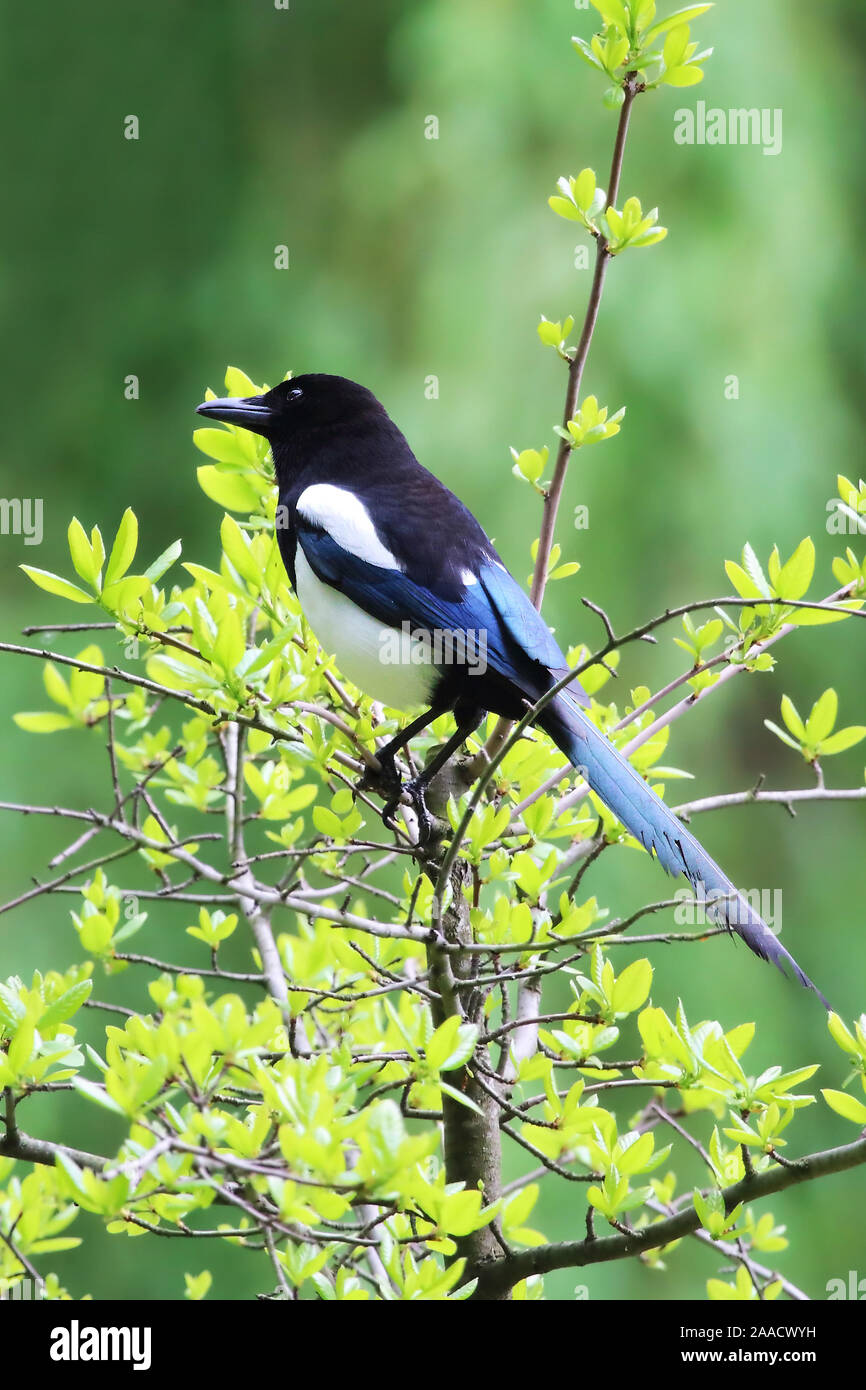 Elster im Fruehling am Niederrhein Stock Photo - Alamy