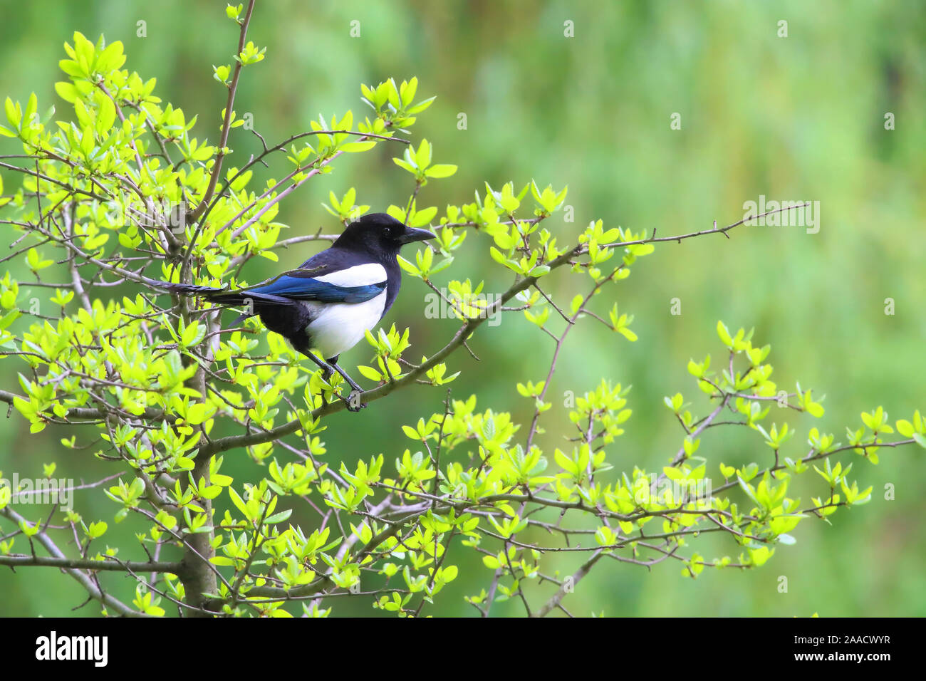 Elster im Fruehling am Niederrhein Stock Photo - Alamy