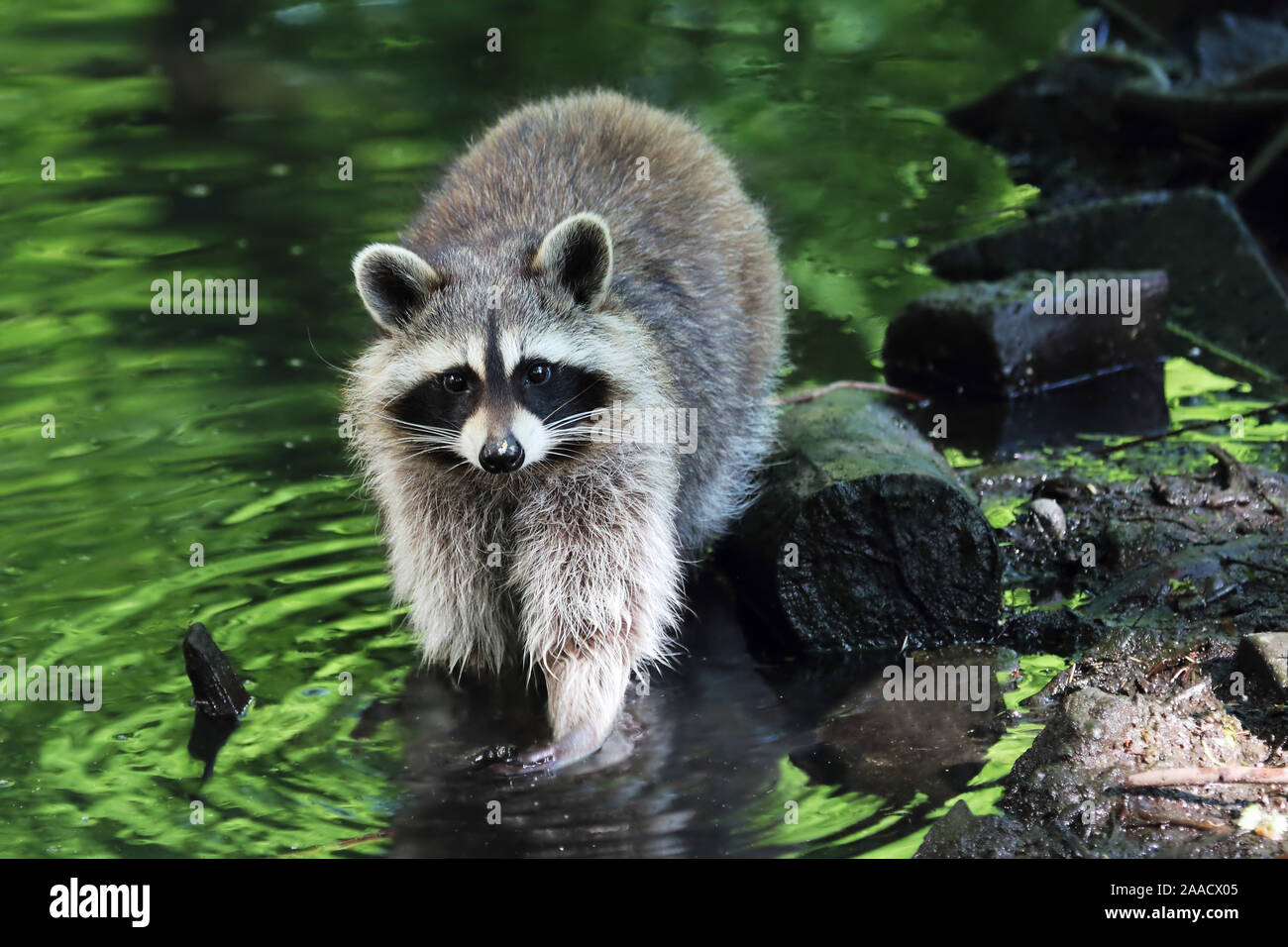 Waschbaer High Resolution Stock Photography and Images - Alamy