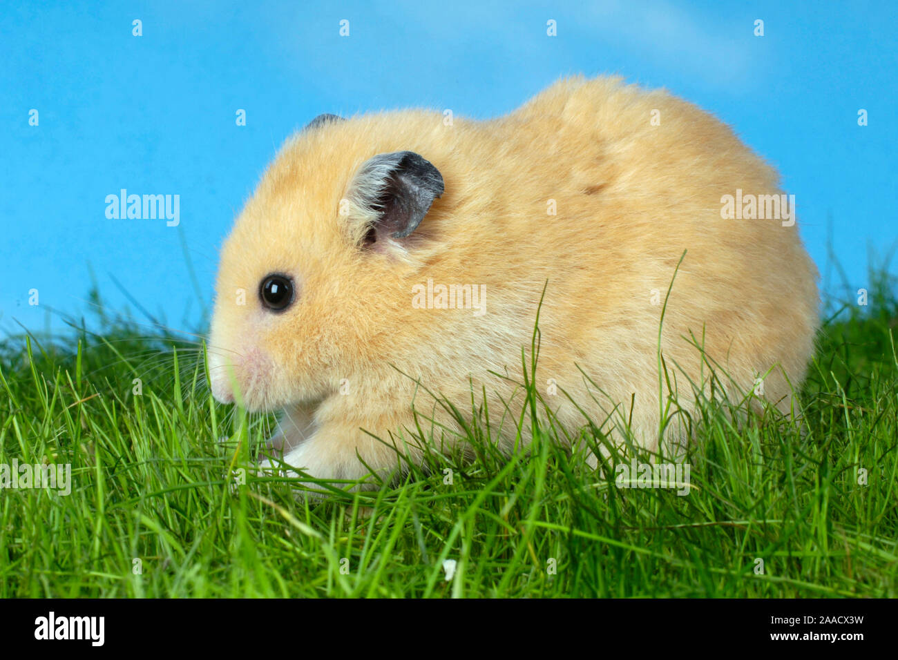 Goldhamster - Golden Hamster Stock Photo - Alamy
