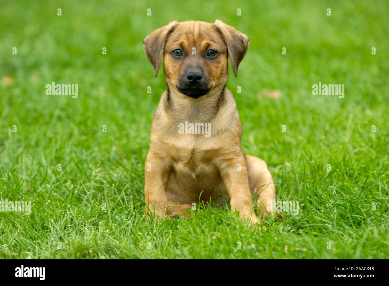 Mischling hi-res stock photography and images - Alamy