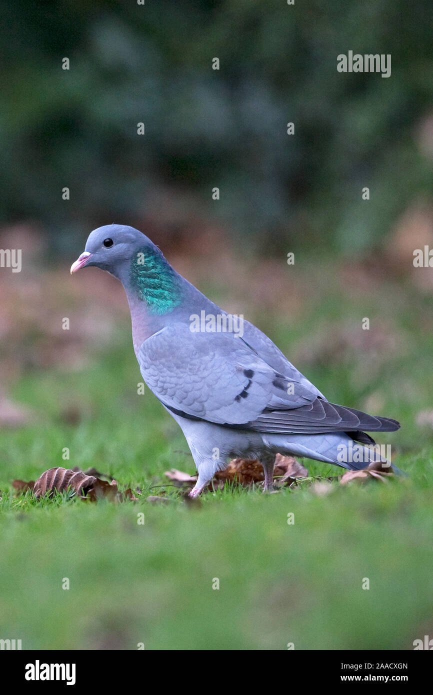 Stock Dove (Columba oenas Stock Photo - Alamy