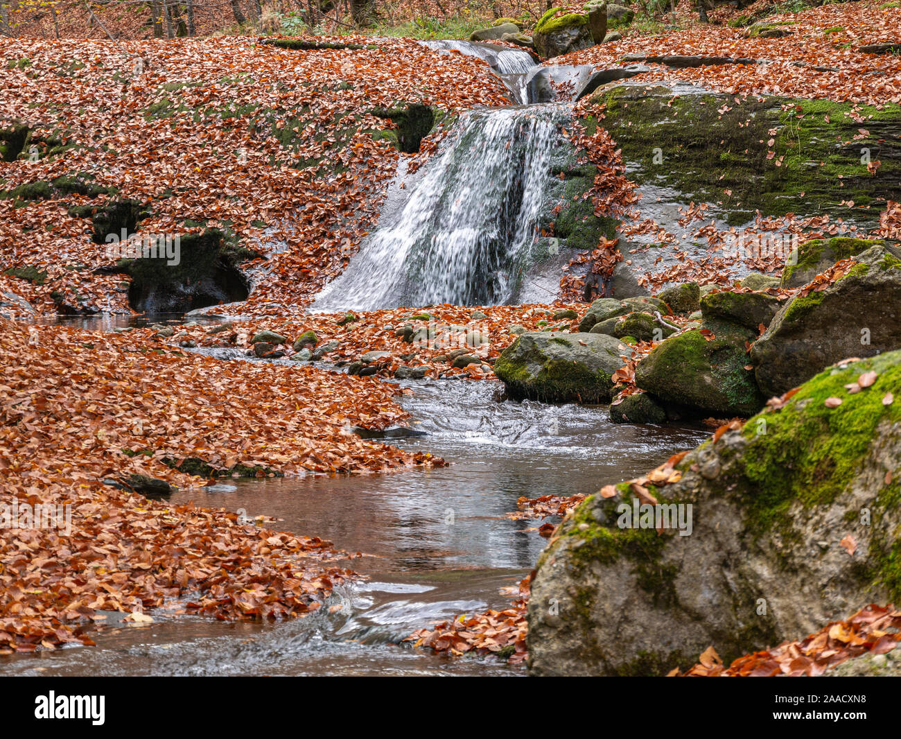 Autumn forest in the Balkan Mountains, Bulgaria. November. Fallen ...