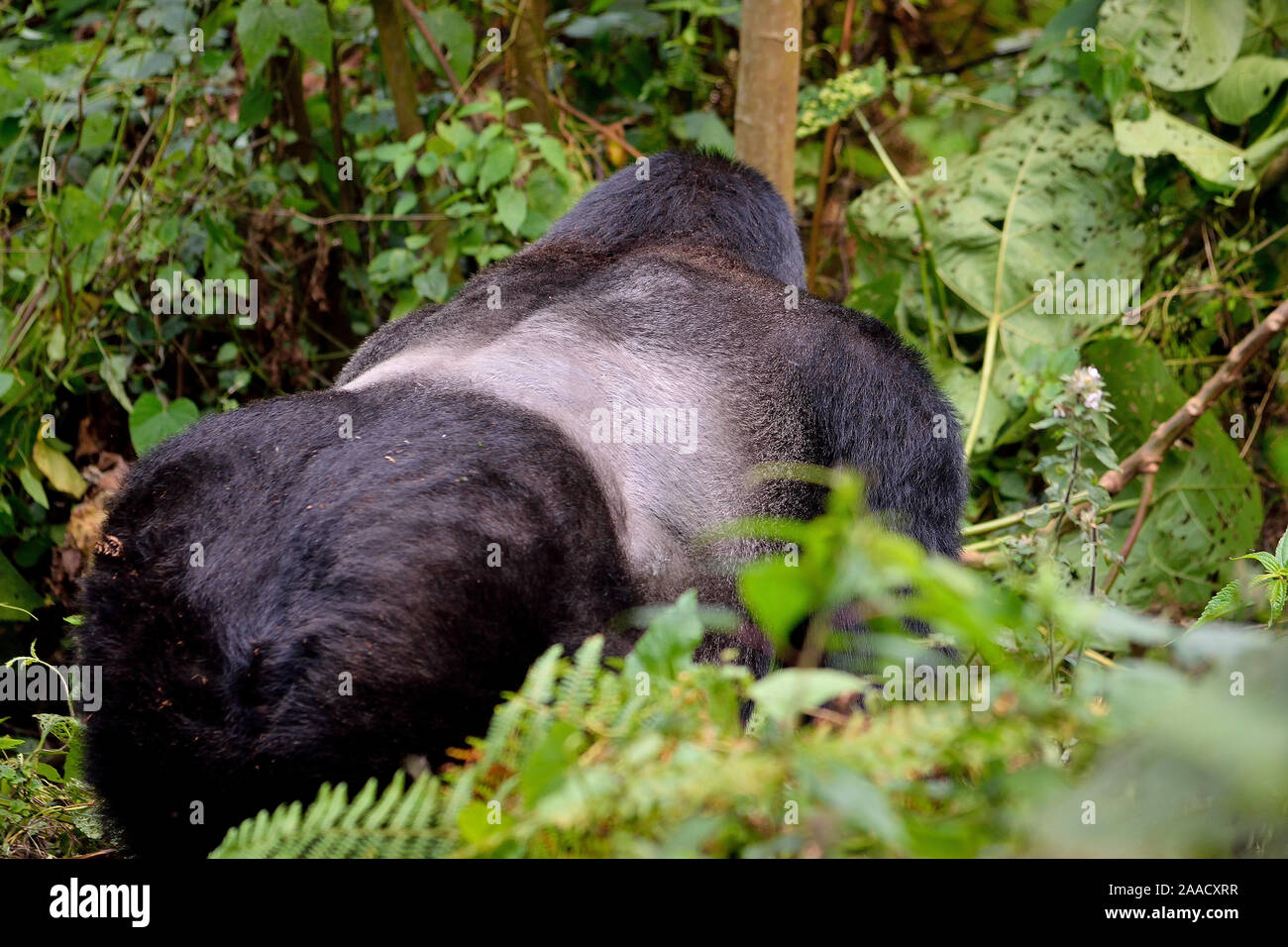 Silverback gorillas family in hi-res stock photography and images - Alamy
