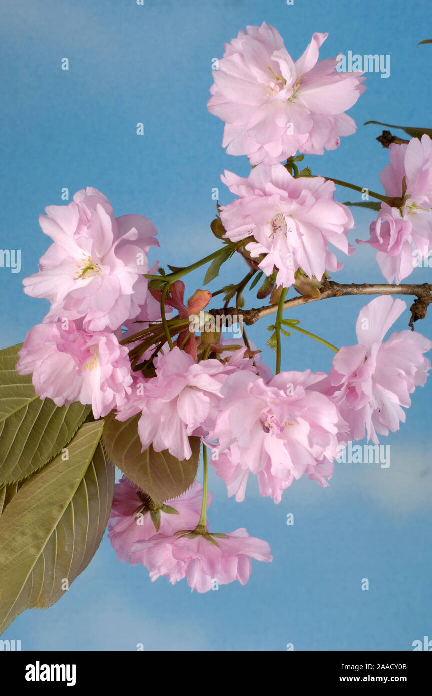 Japanese Cherry in spring / (Prunus kiku shidare) | Japanische Kirsche ...