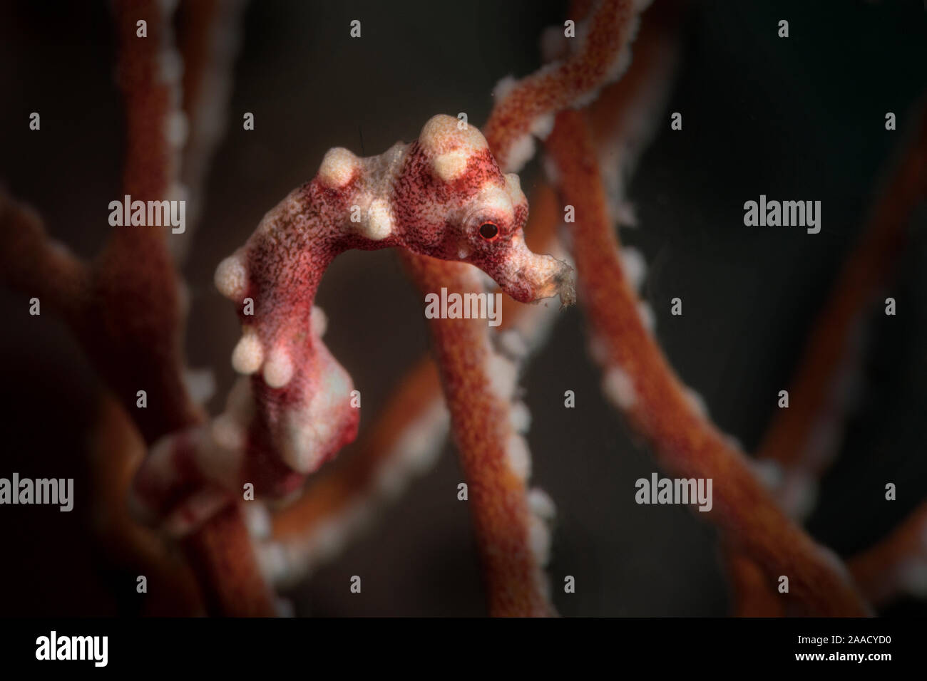 Denise's pygmy seahorse (Hippocampus denise). Underwater macro ...