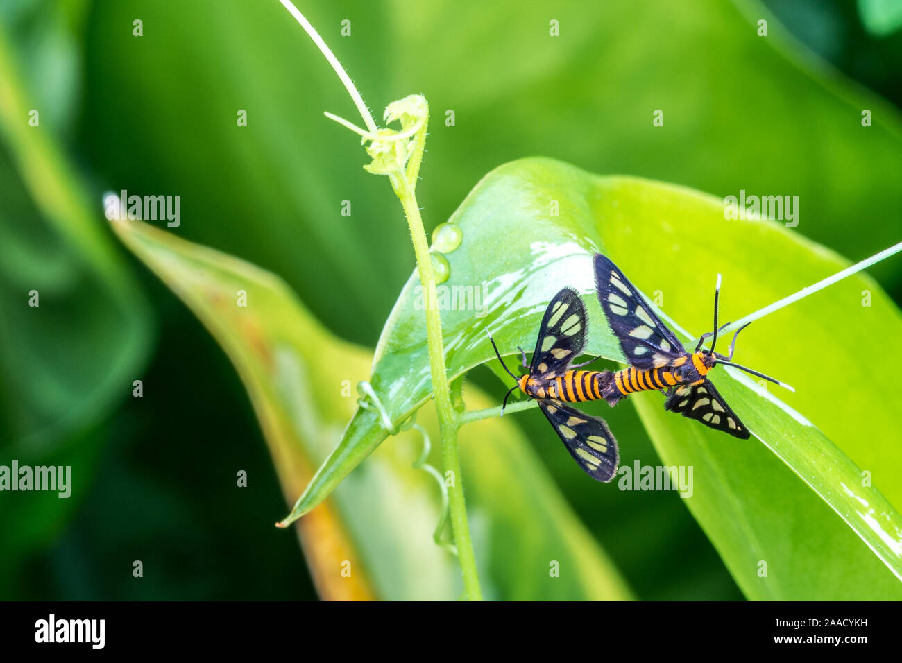 Mating tiger moths hi-res stock photography and images - Alamy