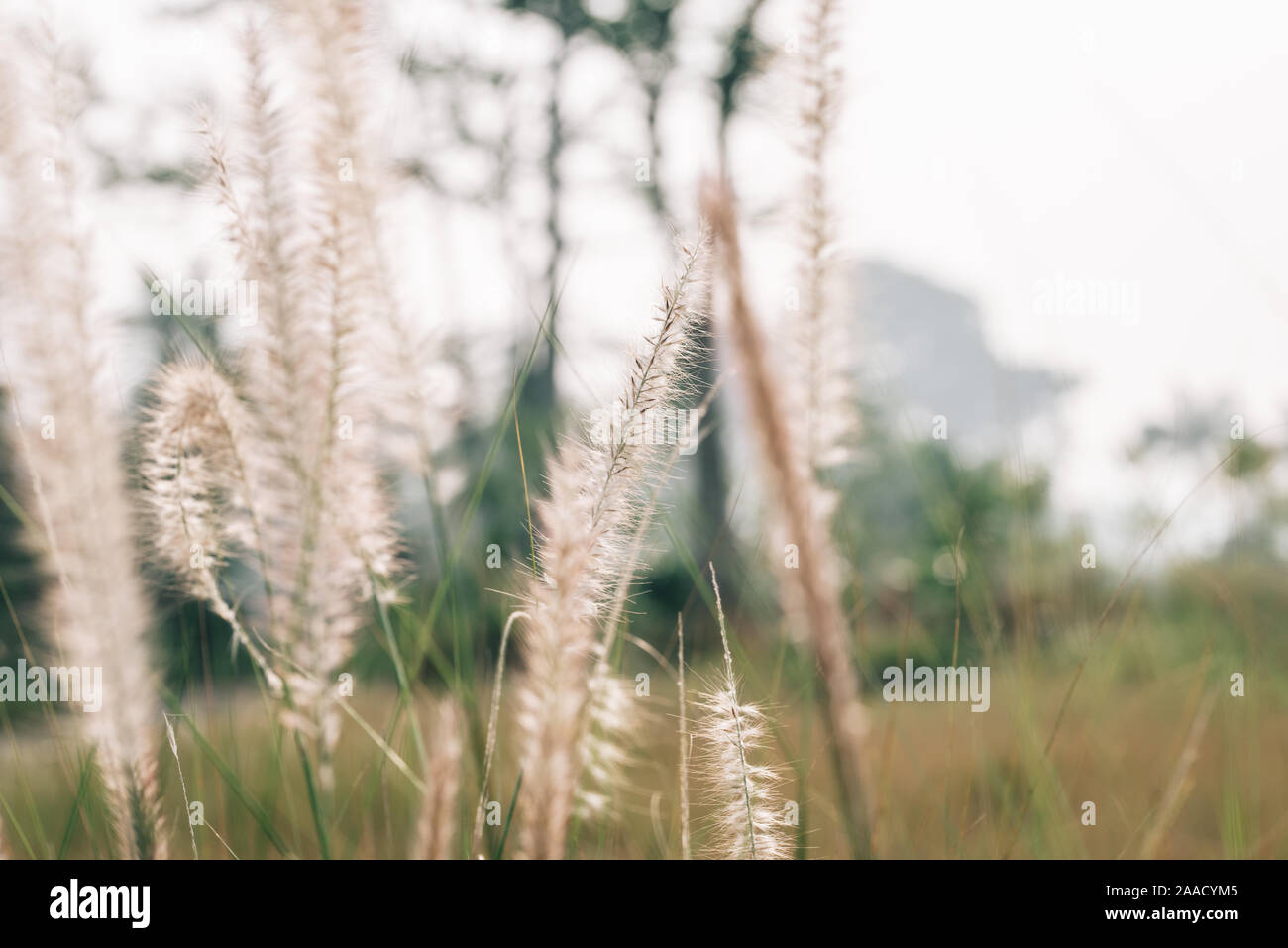 Tall lalang grass flower field, background blur Stock Photo - Alamy